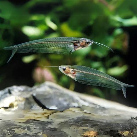 Live Fish Thailand Glass Catfish Planted Tank Fish Single