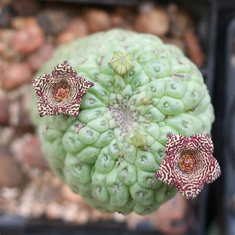 Days Of My Cacti Lives In Pictures Page 10