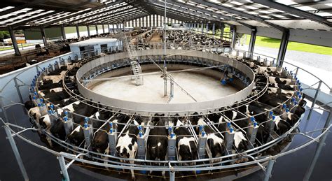 Cow Rotary Dairymaster