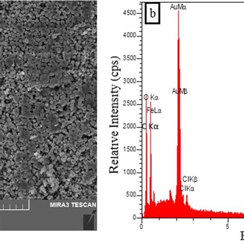 A Fe Sem Micrographs And B Edax Analysis Of α Fe2o3 Au Nanotruffles Download Scientific Diagram