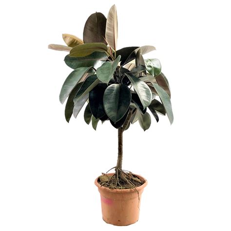 Ficus Elastica Rubber Plant 1 4m Noah Garden Centre