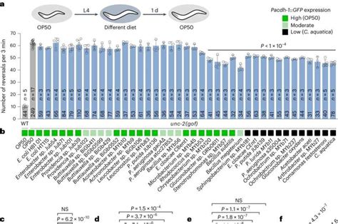 Researchers Identify Molecular Link Between Gut Bacteria And Excitatory Brain Signaling In C