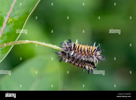 A Pair Of Milkweed Tussock Moth Caterpillars Euchaetes Egle Feeding