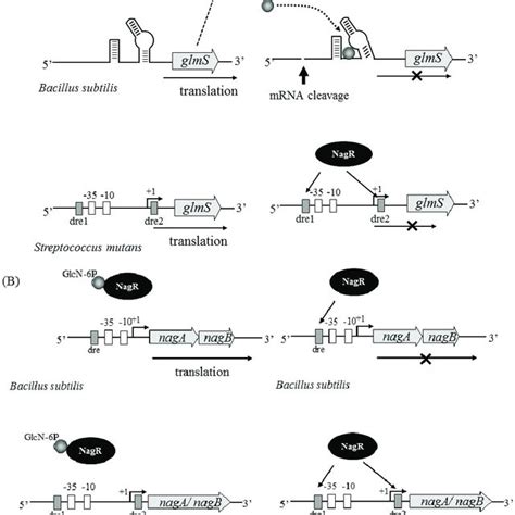 Streptococcus Mutans Virulence Is Related To Sugars Gtf Download Scientific Diagram