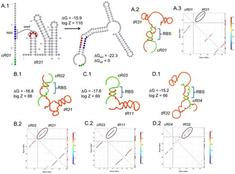 Designs Of Srna Based Not Logic Gates We Show Four Designs A To D