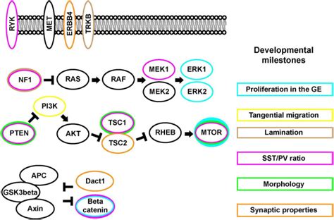 Cellular Signaling Impacts Upon Gabaergic Cortical Interneuron Development Pmc
