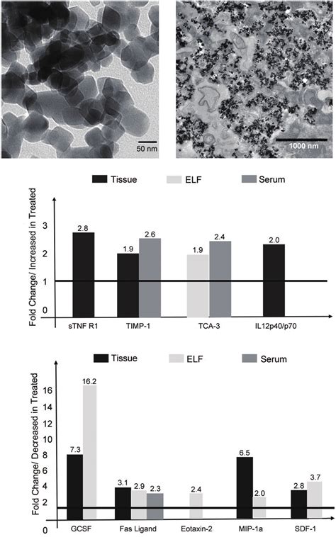 Anatase Titanium Dioxide Tio 2 Nanoparticles Atnp Bioaccumulate In