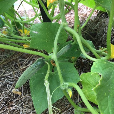 First Cucumbers Of The Year Album On Imgur