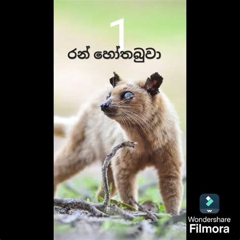 වදවීයාමේ තර්ජනයට ලක් වූ සතුන් Youtube