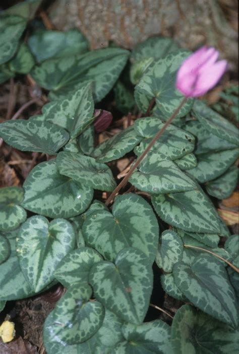 Learn About Cyclamen Purpurascens Purple Cyclamen Perennial