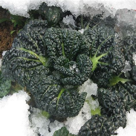 湖北特色青菜“随州泡泡青”，抗寒性强，经霜雪后，味道更美味