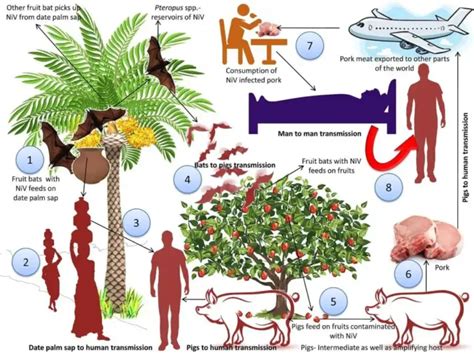 Nipah Virus NiV Definition Structure Genome Replication Transmission Biology Notes Online