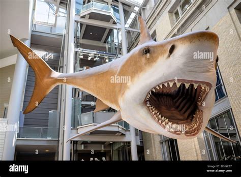 Washington Dc United States — A Life Size Reconstruction Of Megalodon