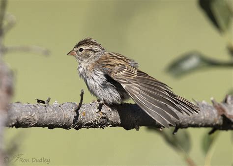 Chipping Sparrows And A Chipmunk Feathered Photography