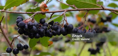 기치 가지 잘 익은 열매가 있는 블랙 초크베리 식물 수확할 준비가 된 베리 정원에서 검은 초크 베리 과일의 가지 아로니아 과일 0명에 대한 스톡 사진 및 기타 이미지