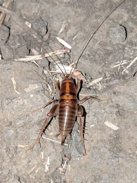 Spotted Camel Crickets Identification And Control