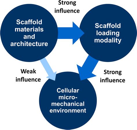 Diagram Of The Proposed Influence Of Tissue Engineering Te Scaffold Download Scientific