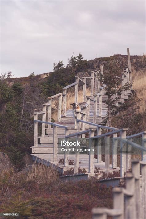 뉴펀들랜드와 래브라도 해안 가신에 하이킹 젊은 호주 목 자 개 매트 사진 0명에 대한 스톡 사진 및 기타 이미지 0명 가을 가축 Istock