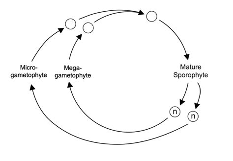 Solved The Following Diagram Shows A Very Simplified Life Chegg