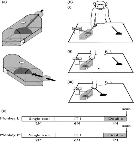 Macaque Prefrontal Activity Associated With Extensive Tool U Neuroreport