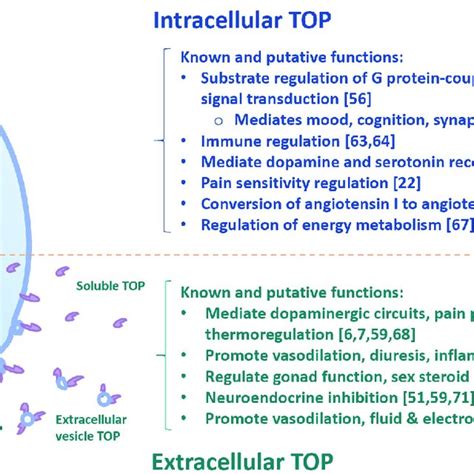 Schematic Overview Of Intracellular And Extracellular TOP And Its Download Scientific Diagram