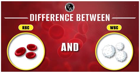 Difference Between RBC And WBC Types And Functions