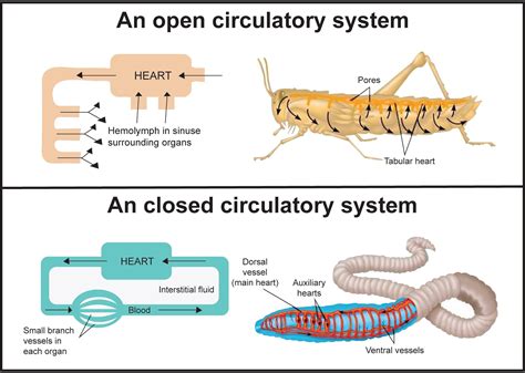 Image Result For Closed And Open Circulatory System