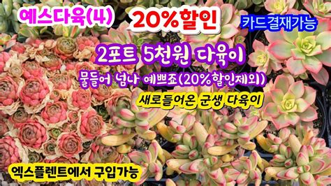 예스다육4 새로들어온 레드환타지아 군생 가격 착하네요 가격착한 2포트 5천원 다육이 색감이 최고네요 국민다육이도 추천합니다