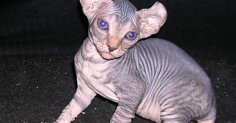 New Cat Breed The Elf Cat Imgur