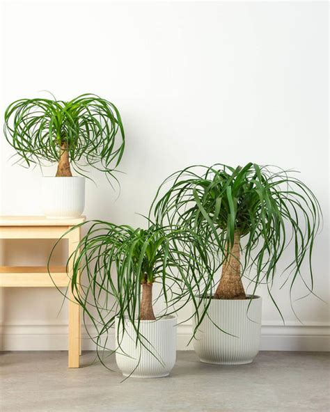 House Plants Indoor Plants Prickle Plants Uk