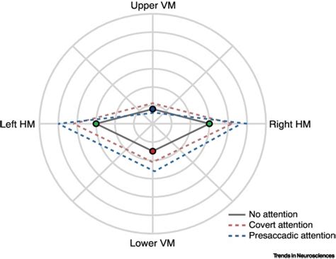 Polar Angle Asymmetries In Visual Perception And Neural Architecture Trends In Neurosciences