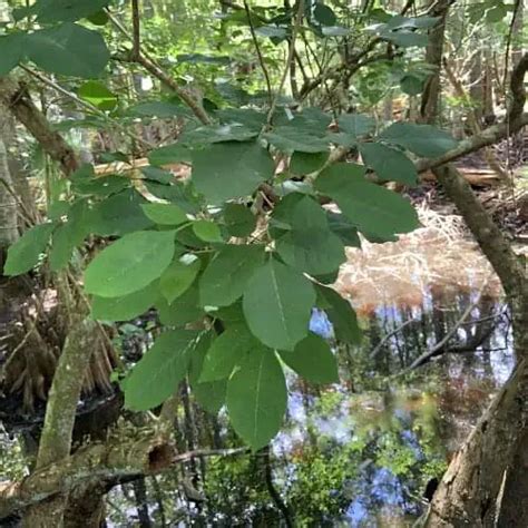 Water Loving Trees Trees That Soak Up Water Pond Informer