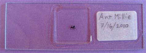 Making Permanent Slides Science Toys