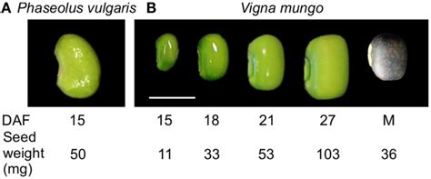 Seed Developmental Stages Used For Transcript And Free Amino Acid