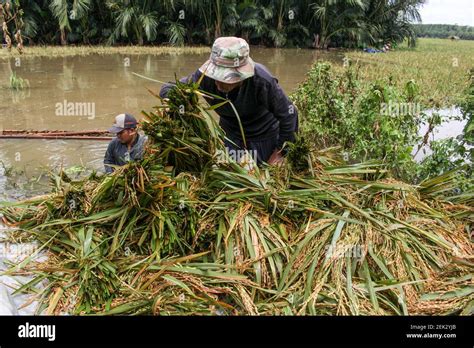 Farmers Harvest Rice In Floods Due To High Rainfall In Aceh Utara