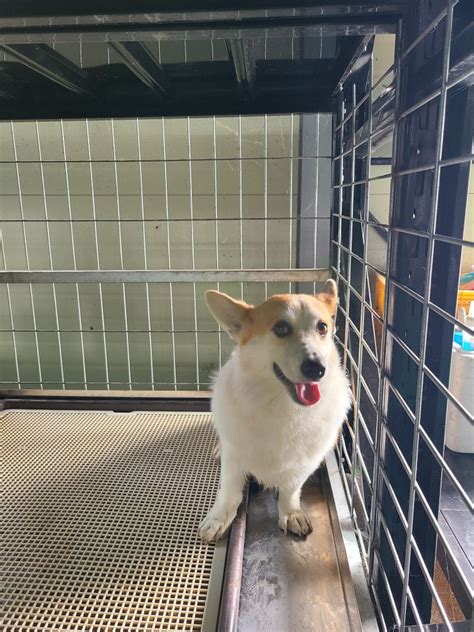 경남 거창 남상면에서 웰시 코기 펨브로크 발견 보호