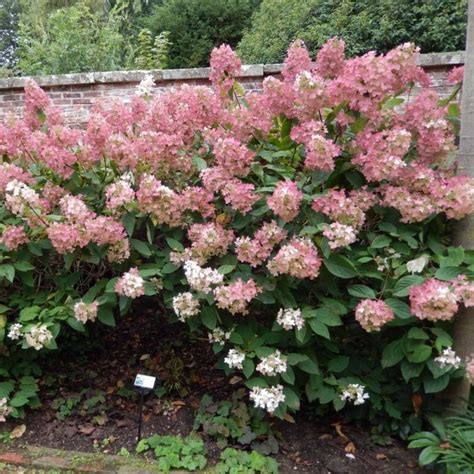 Hydrangea Paniculata Phantom Pluimhortensia Kopen Het Groene