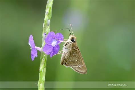 Small Branded Swift Singapore Geographic