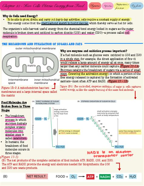 Cell Biology Chapter 13 Chapter 13 How Cells Obtain Energy From