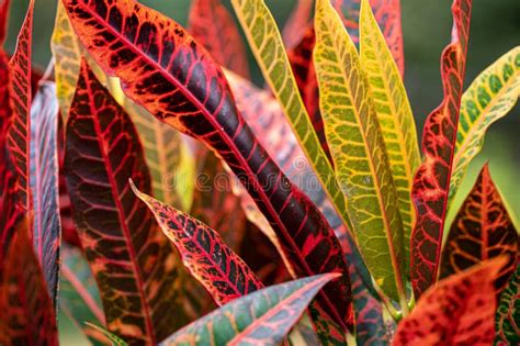 Multi Colored Leaves Of Codiaeum Petra Plant Mauritius Stock Image