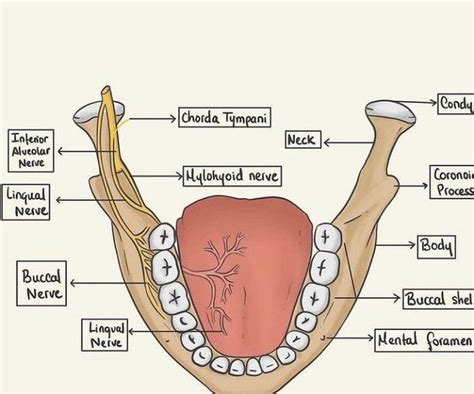 Nerves Associated With Mandible Medizzy