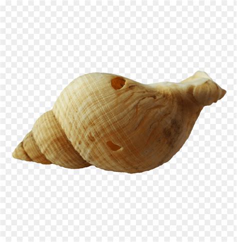 Free Download Hd Png Png Image Of Sea Ocean Shell With A Clear