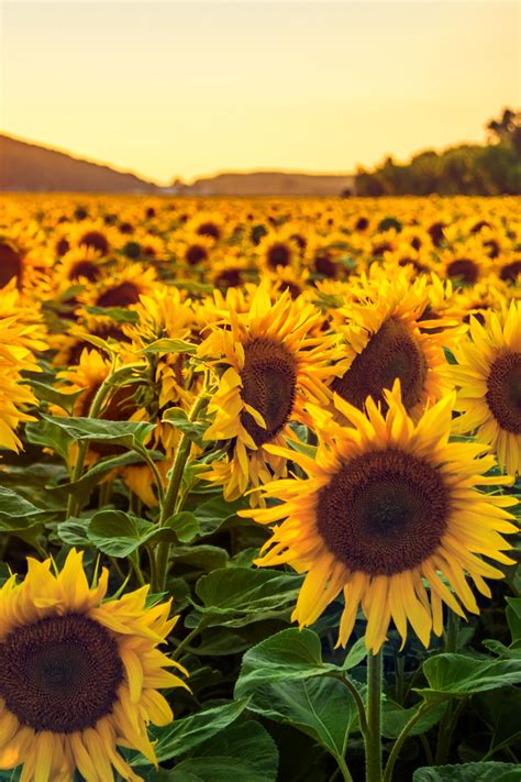 How Late Can You Plant Sunflowers 8 Tips To Have A Successful Crop