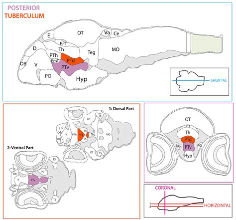 Forebrain Regions — Zebrafish Ucl