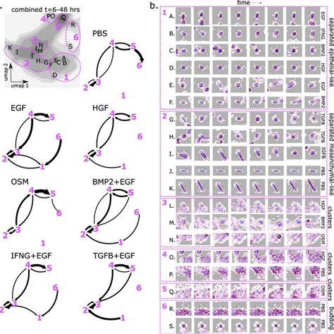 Trajectory Embedding Resolves Pathway Of Cell Cluster Formation Via
