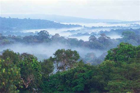 Selva Húmeda Qué Es Características Clima Flora Fauna Ubicación