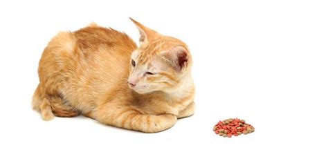 Hepatobiliary System Disorders In Cats