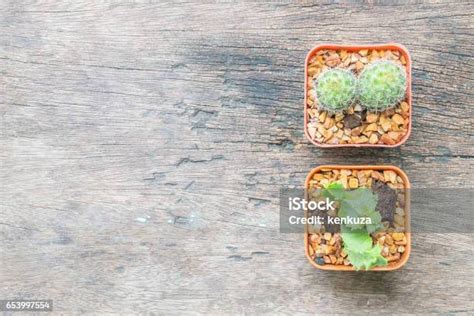 나무 책상에 플라스틱 흰색과 갈색 냄비에 선인장의 근접 촬영 그룹 복사 공간을 사용 하 여 평면도에서 질감 된 배경 0명에 대한 스톡 사진 및 기타 이미지 Istock