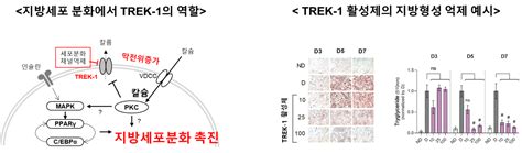 전기신호로 비만 조절” 지방세포 잡는 단백질 찾았다