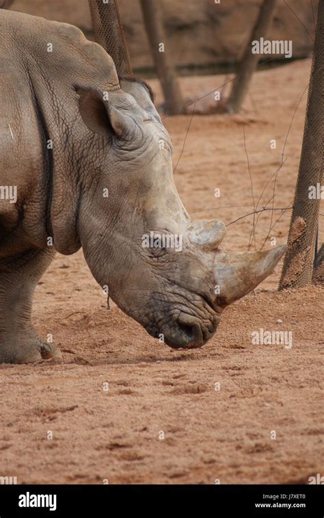 Big Large Enormous Extreme Powerful Imposing Immense Relevant Animal